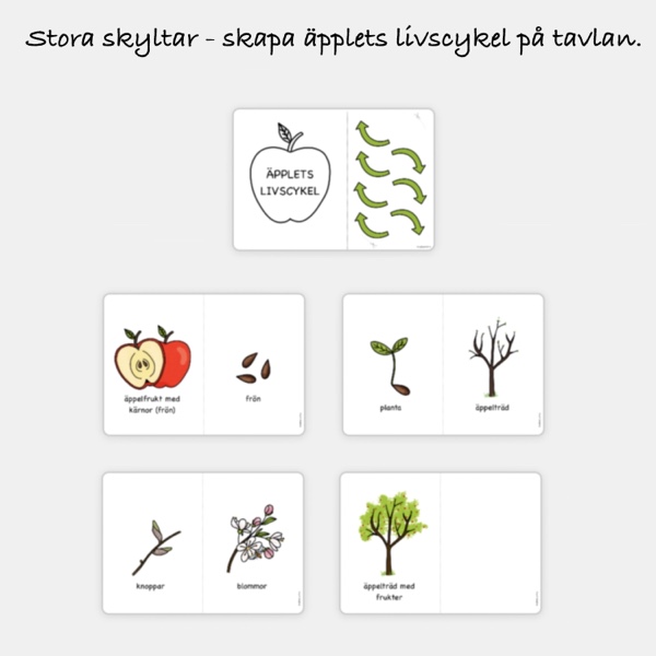 Äpplets livscykel med bilder - NPF anpassat